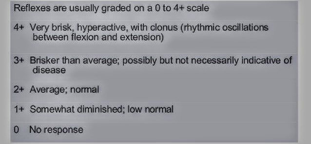 Deep tendor reflex grading - PT Master Guide