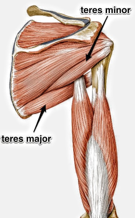 Teres major muscle - PT Master Guide