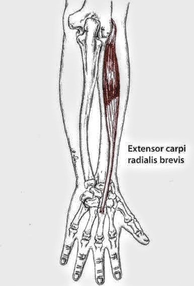 Extensor carpi radialis brevis muscle - PT Master Guide | PT Master Guide
