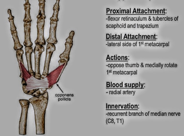 Opponens pollicis muscle - PT Master Guide | PT Master Guide