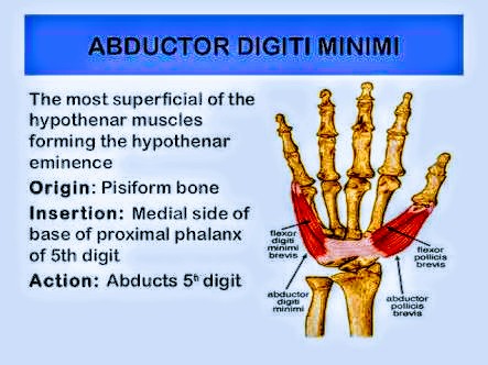 Abductor digiti minimi muscle of hand Archives - PT Master Guide