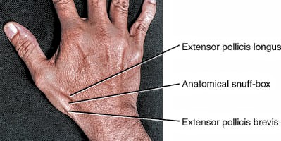 Anatomical snuff box - PT Master Guide