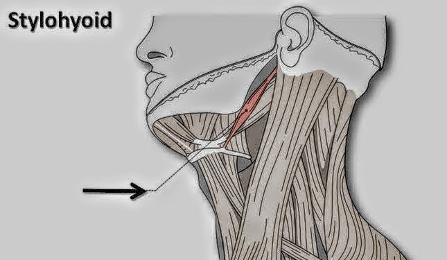 Stylohyoid muscle - PT Master Guide | PT Master Guide