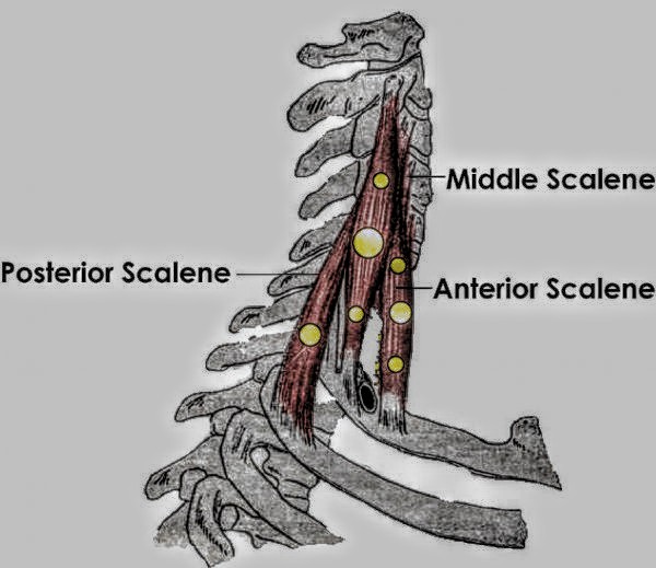 Scalenus anterior muscle Archives - PT Master Guide