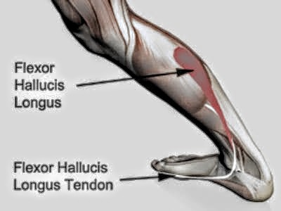 Flexor Hallucis Longus Muscle Archives - PT Master Guide