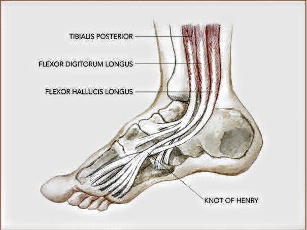 Flexor Hallucis Longus Muscle - PT Master Guide