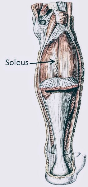 Soleus muscle - PT Master Guide