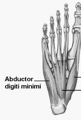 Abductor digiti minimi foot Archives - PT Master Guide
