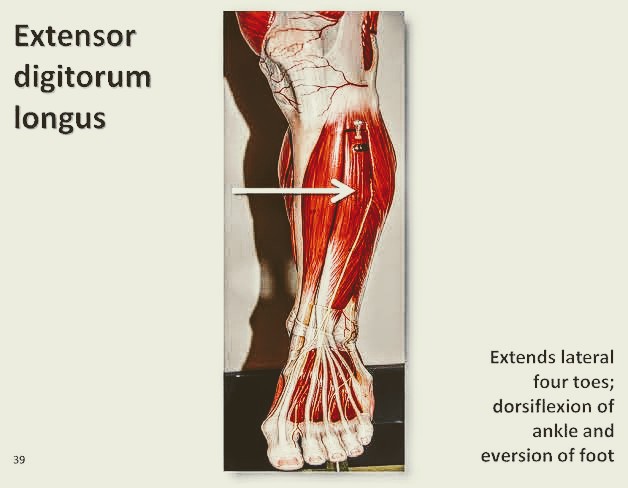 Extensor digitorum longus muscle (foot) - PT Master Guide | PT Master Guide