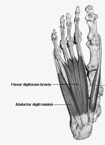 Abductor digiti minimi (foot) muscle - PT Master Guide
