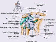 Anatomy Of Shoulder Joint PT Master Guide