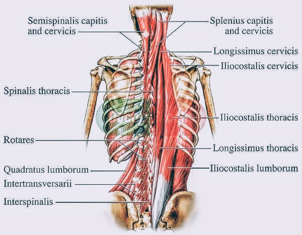 Iliocostalis thoracis muscle - PT Master Guide
